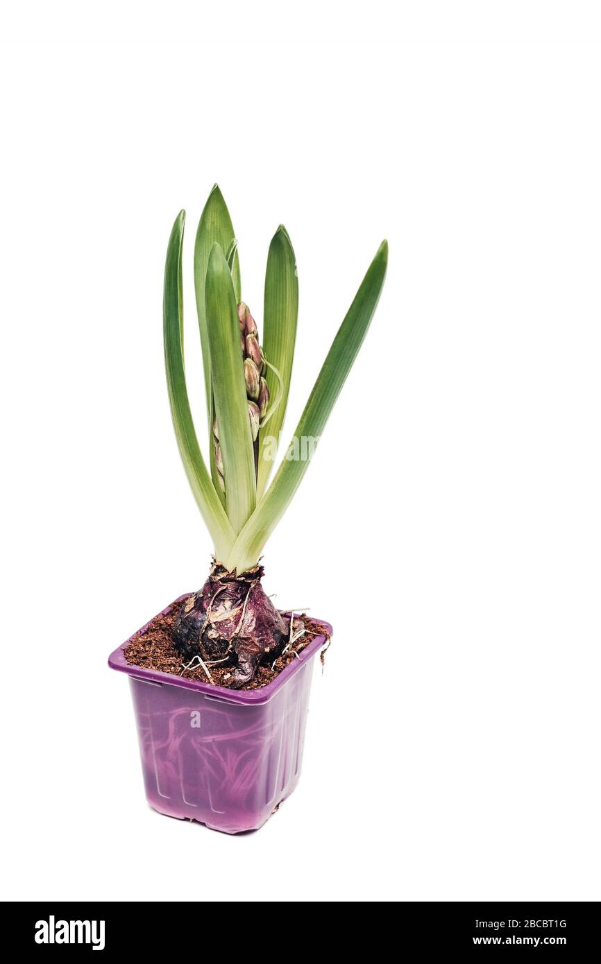 Unopened flower white background Cut Out Stock Images & Pictures - Alamy