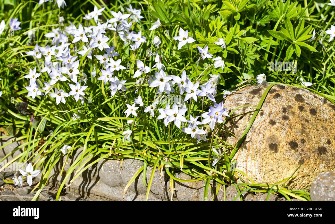 Ipheion uniflorum ‘White Star’ (Spring Starflower Stock Photo - Alamy