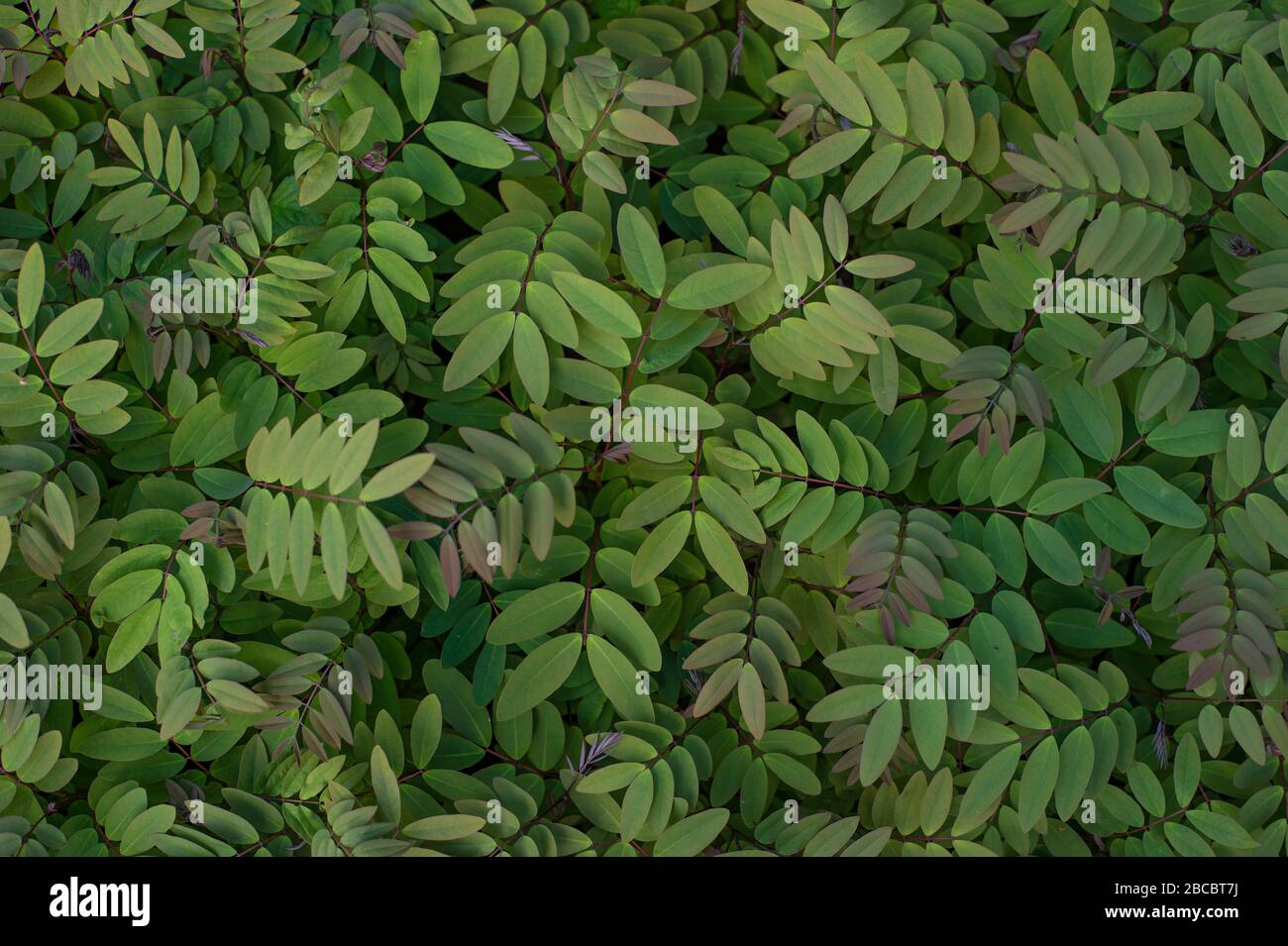 Tree and saplings hi-res stock photography and images - Alamy