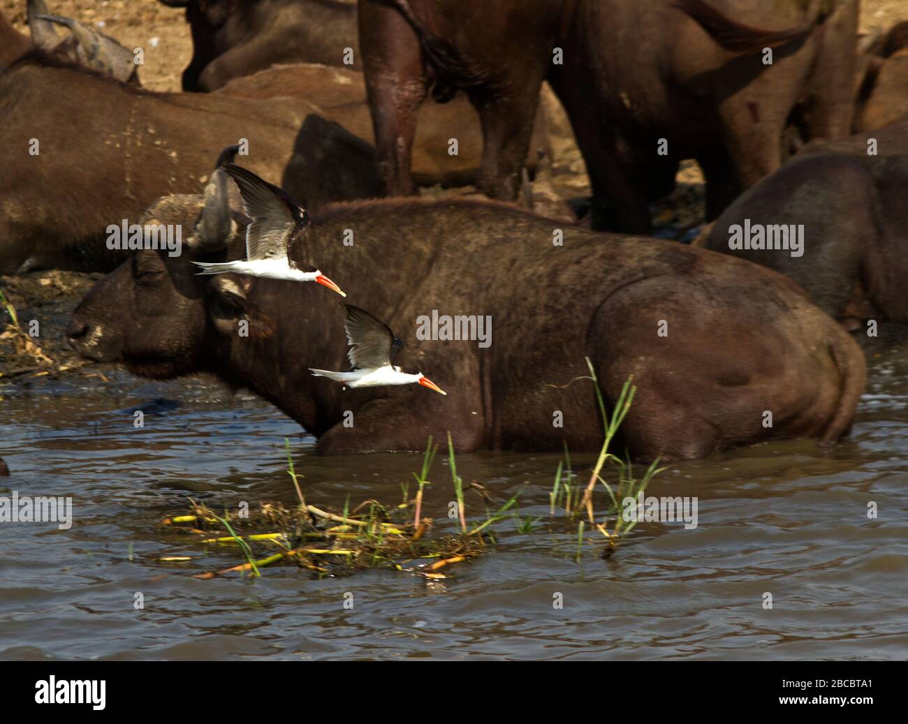 Surface feeder hi-res stock photography and images - Alamy