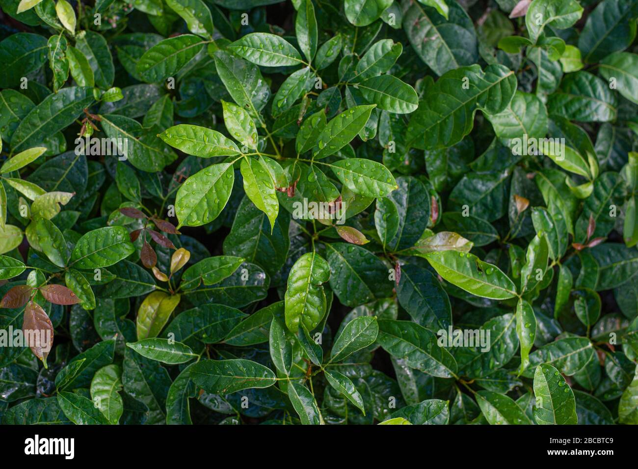 African mahogany tree hi-res stock photography and images - Alamy
