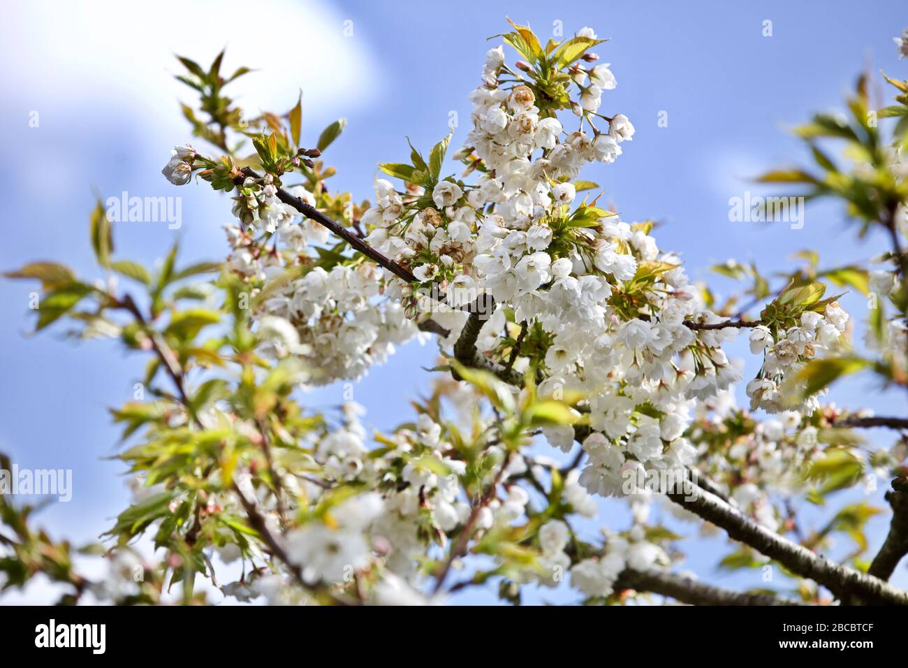 Prunus taihaku flowers hi-res stock photography and images - Alamy