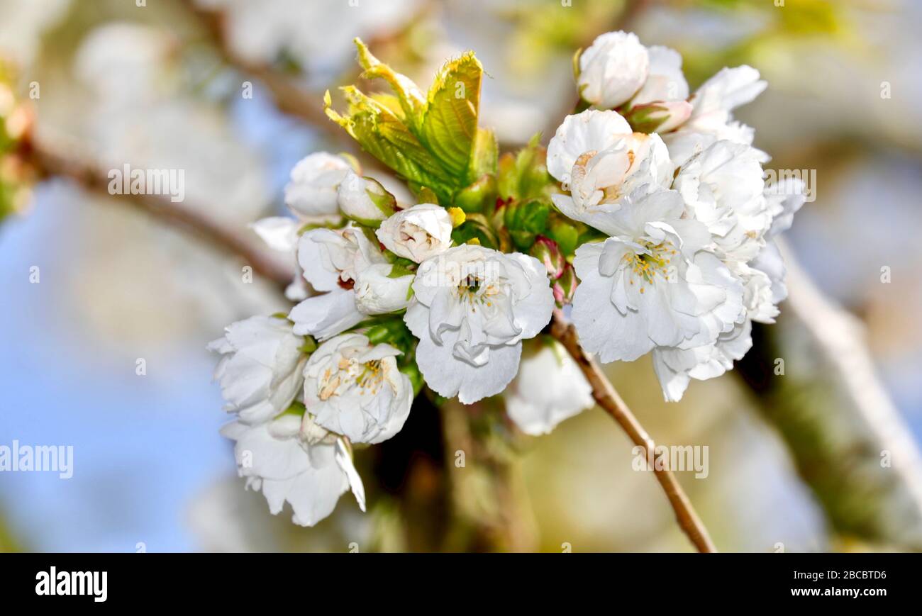 Prunus 'Tai-haku' Great White Cherry Tree Stock Photo - Alamy
