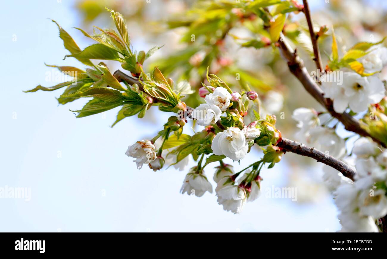 Prunus taihaku flowers hi-res stock photography and images - Alamy