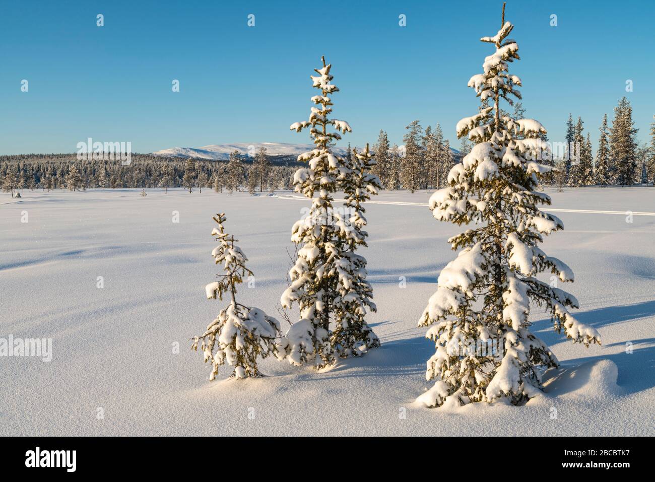 Winter landscape with clear blue sky and sunshine, snow on the trees ...