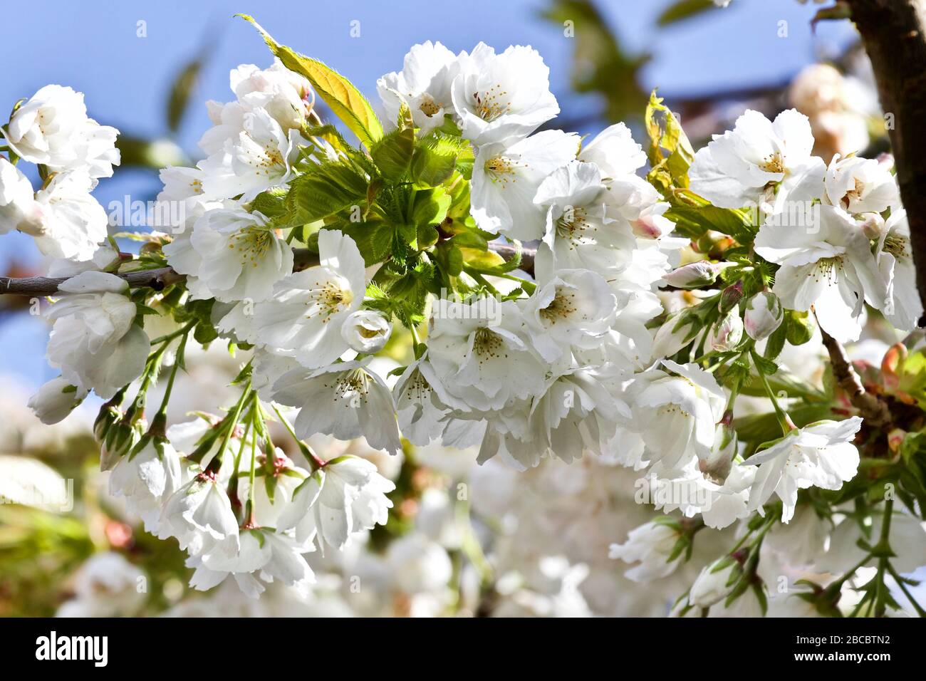 Prunus Taihaku Flowers High Resolution Stock Photography and Images - Alamy