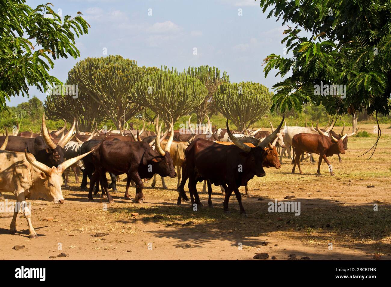Ankole Cattle High Resolution Stock Photography and Images - Alamy