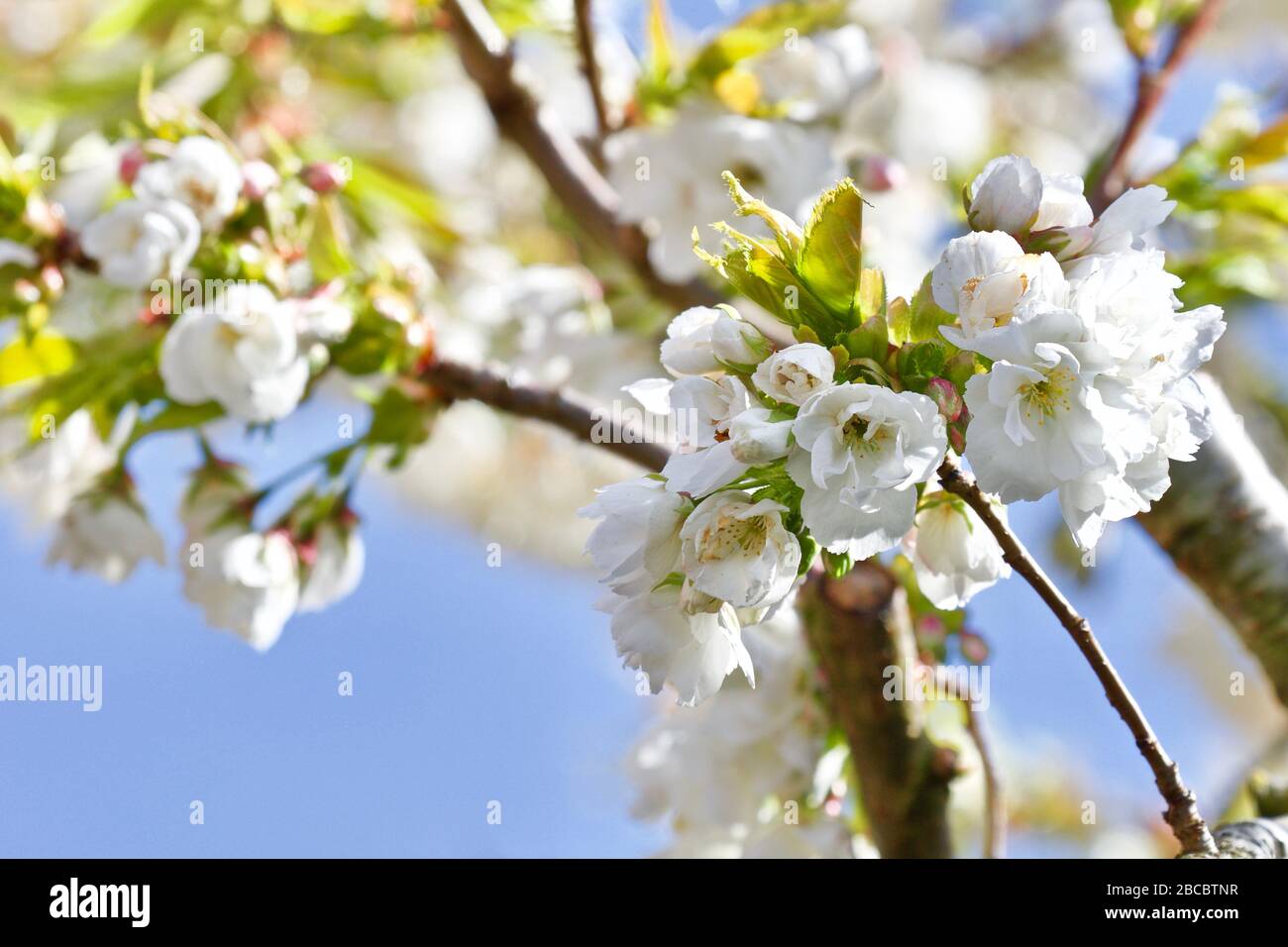 Prunus Taihaku Flowers High Resolution Stock Photography and Images - Alamy