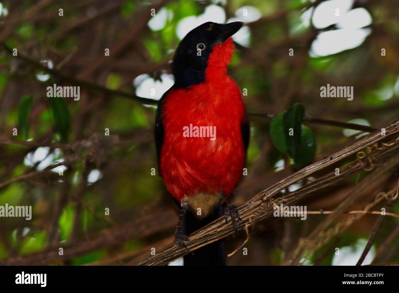 A common but shy memmber of the Boubou group of shrikes, the Black ...
