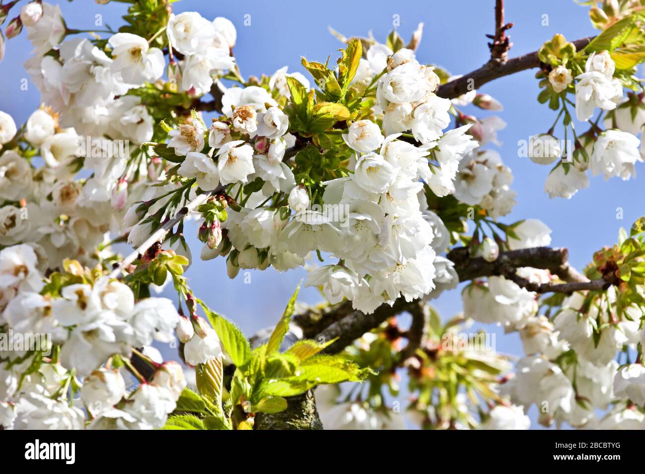 Prunus 'Tai-haku' Great White Cherry Tree Stock Photo - Alamy
