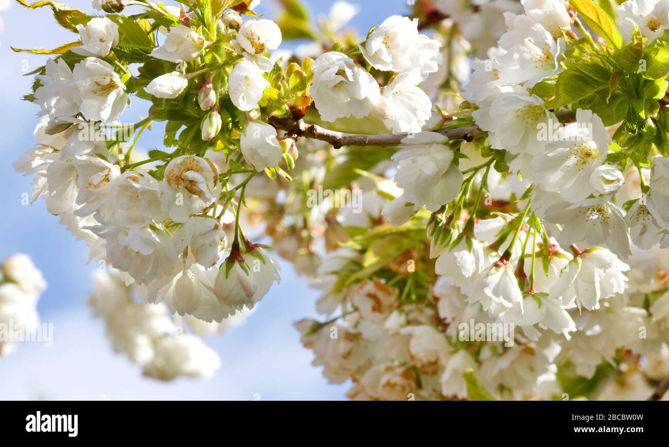 Prunus Taihaku Flowers High Resolution Stock Photography and Images - Alamy