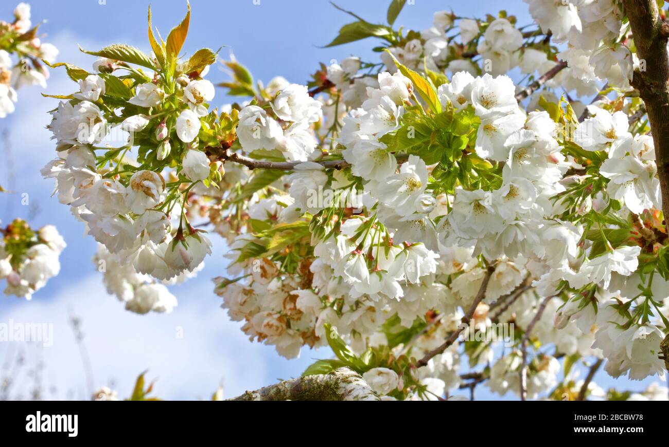 Prunus Taihaku Flowers High Resolution Stock Photography and Images - Alamy