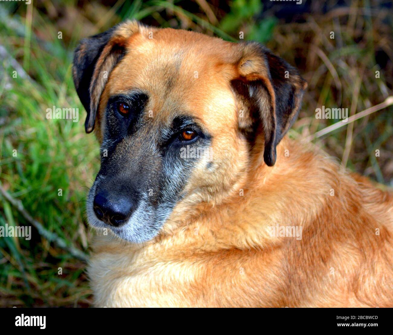 Cute dog, handsome with beautiful colors and thick hair Stock Photo - Alamy