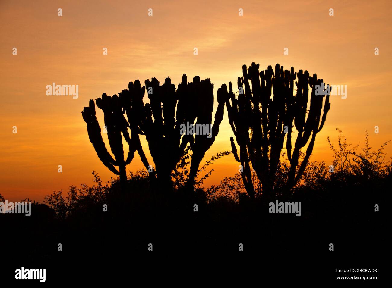 The Euphorbia or Candelabra Tree is a distinctive succelent found on ...