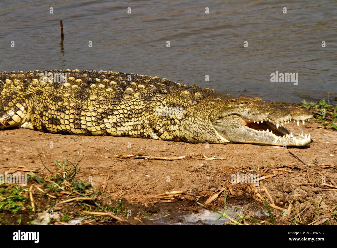 A large crocodile with a front leg missing rests on a sand bank in the ...