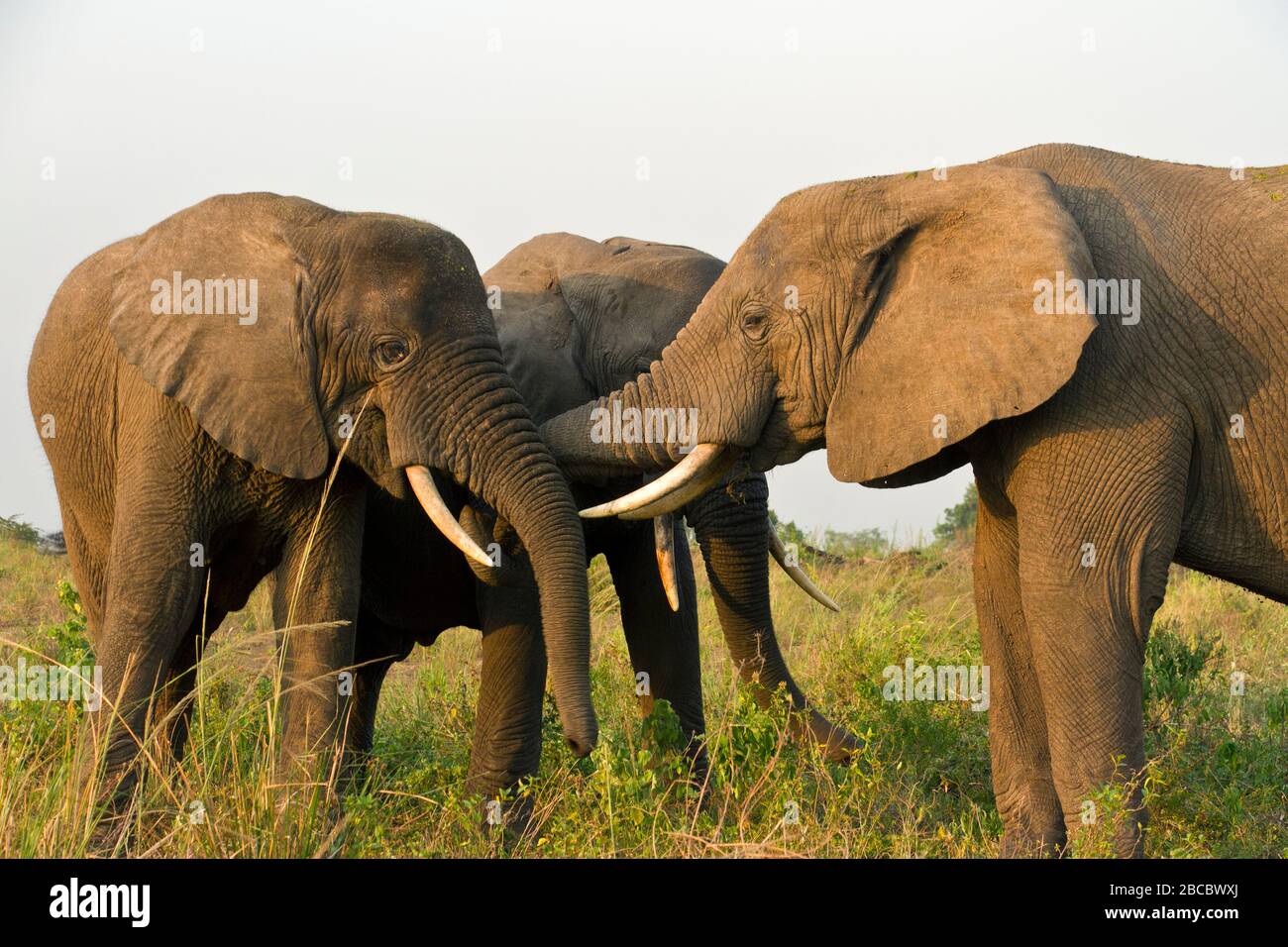 Elephant bulls maintain bonds by tactile communication with their ...