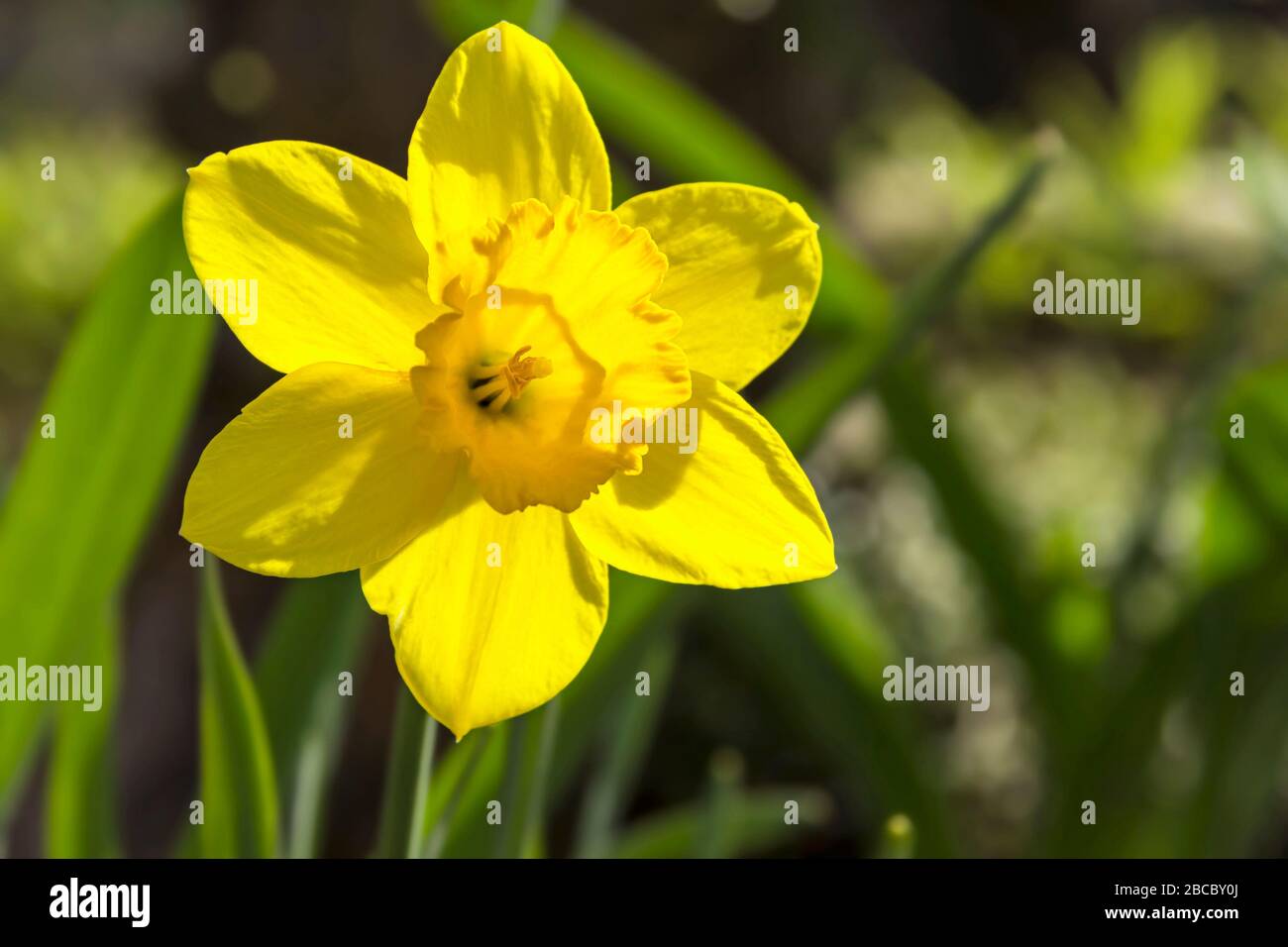 Beautiful daffodil flower hi-res stock photography and images - Alamy