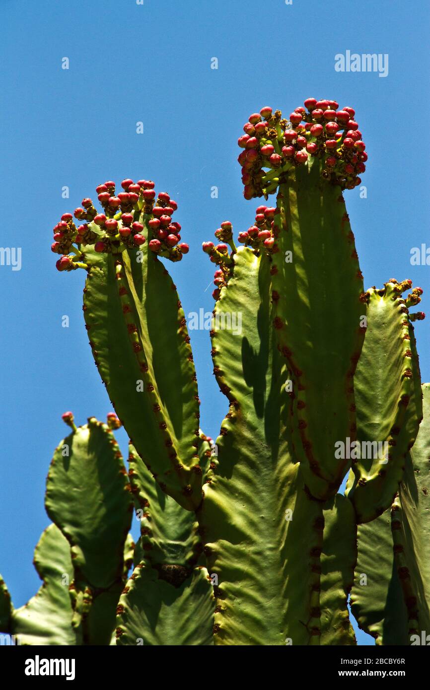The Euphorbia or Candelabra Tree is a distinctive succelent found on ...