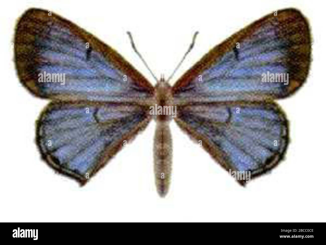 Butterfly id Cut Out Stock Images & Pictures - Alamy