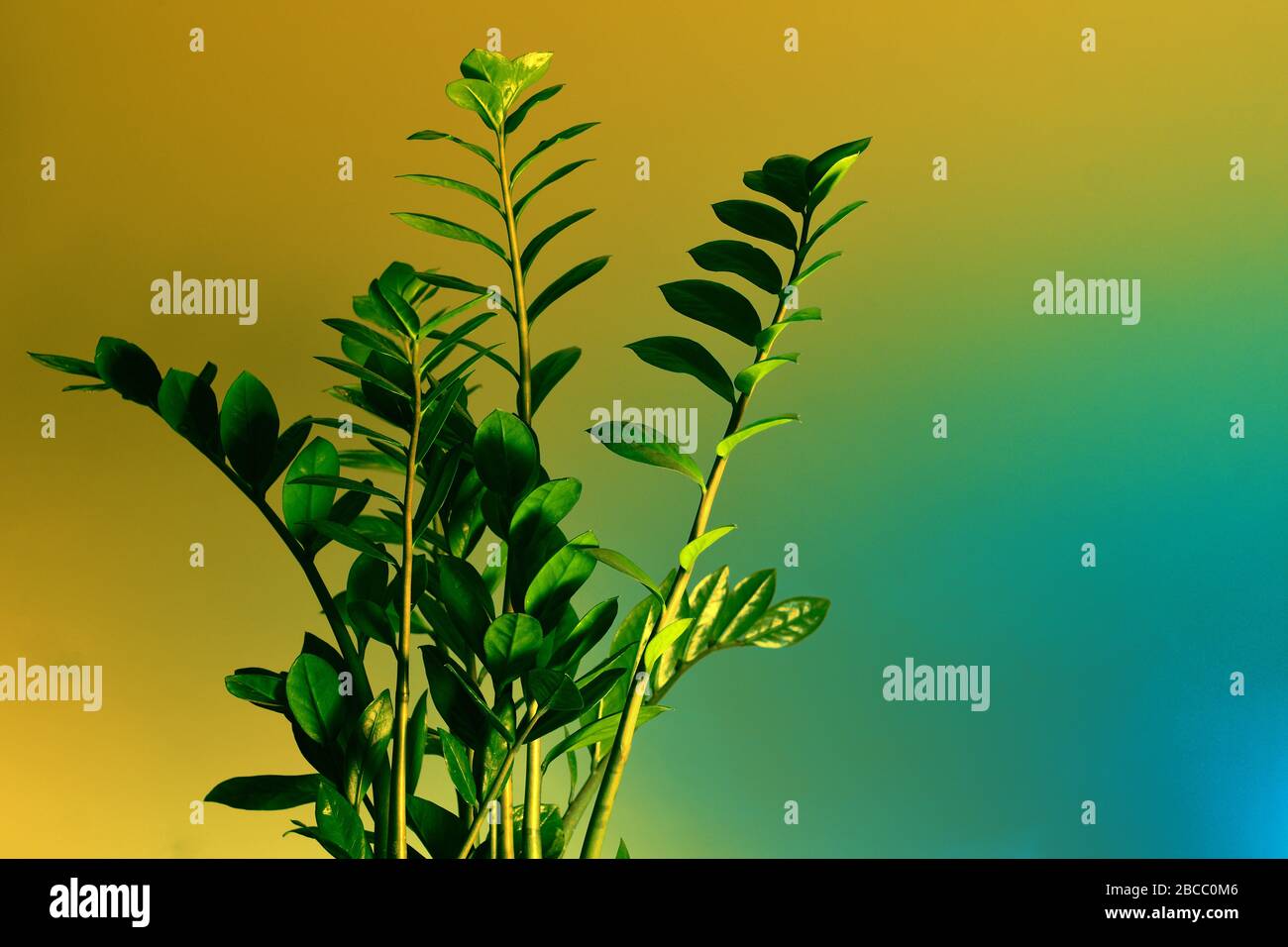 Zz plant (zamioculcas zamiifolia) hi-res stock photography and images ...