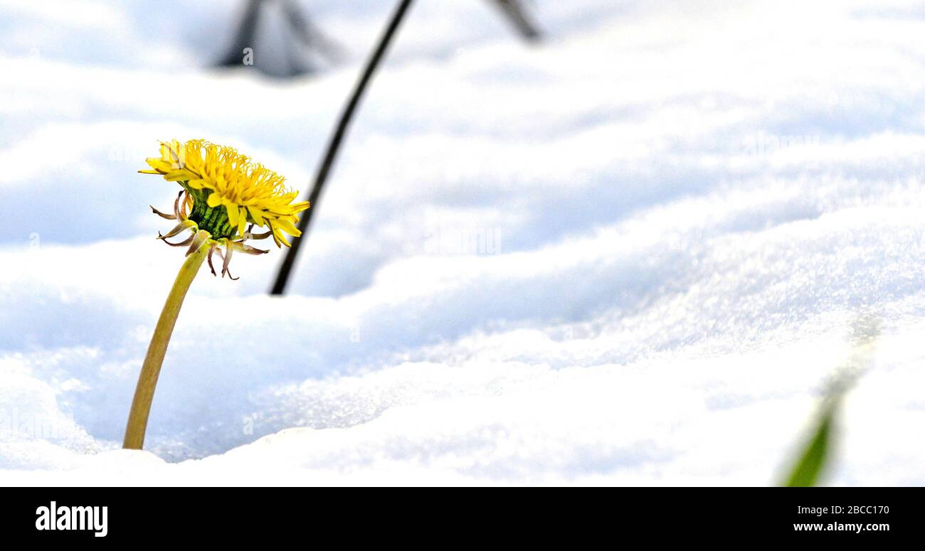 Pictures of dandelions hi-res stock photography and images - Alamy