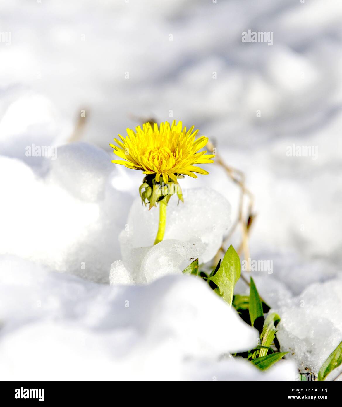 Dandelion pictures hi-res stock photography and images - Alamy