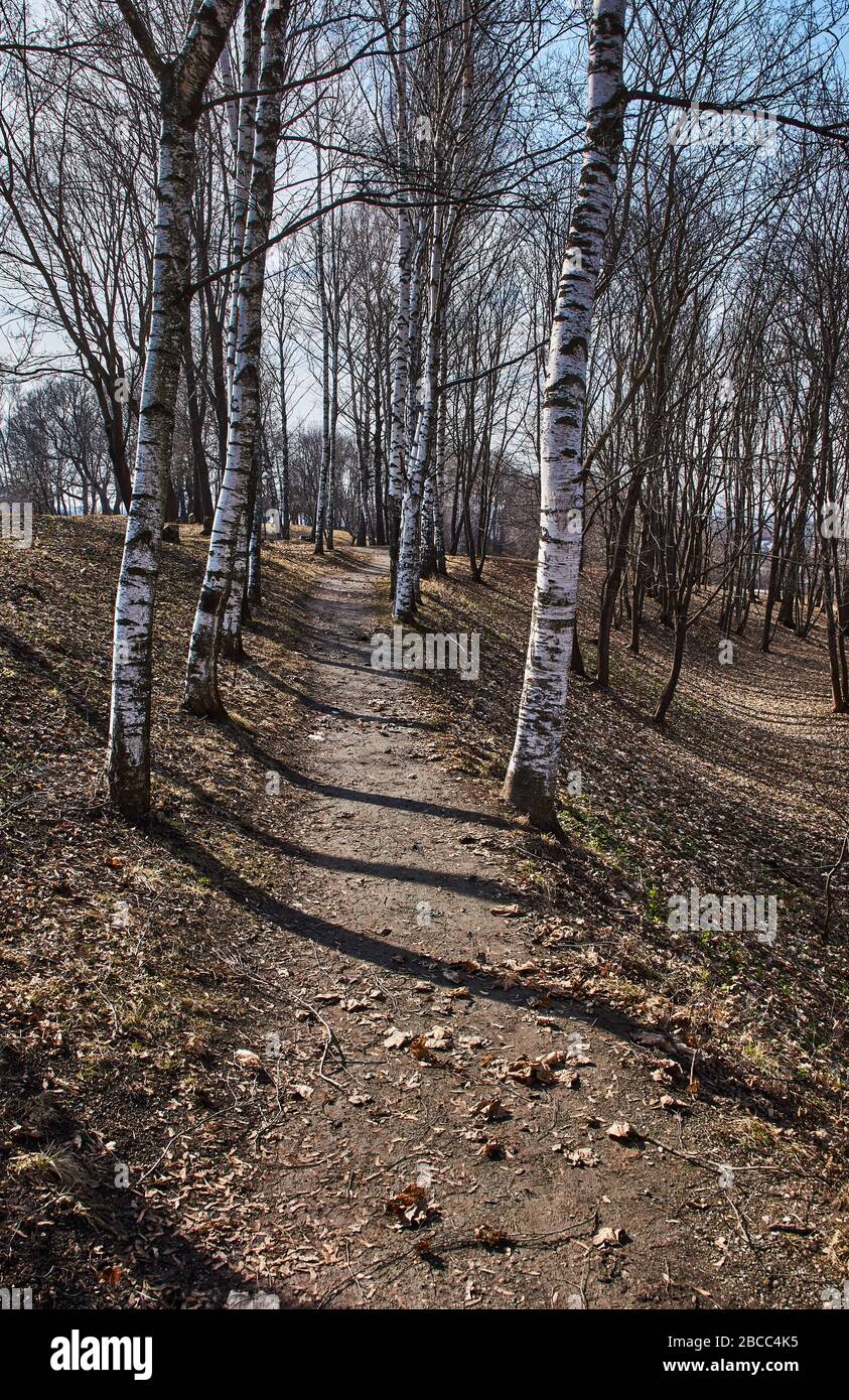 A dirt walking path surrounded by Russian birch trees. At the edges of ...