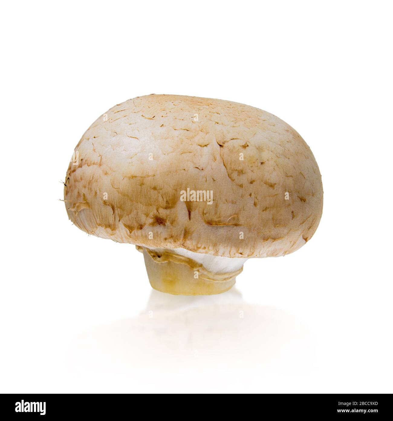 Close up of a raw mushroom isolated on white background. Fresh picked ...