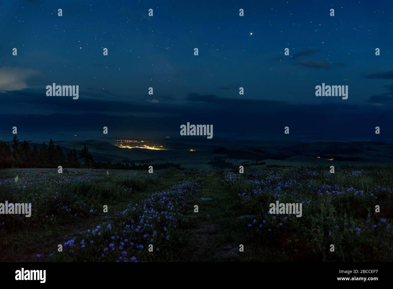 Starry night flower hi-res stock photography and images - Alamy