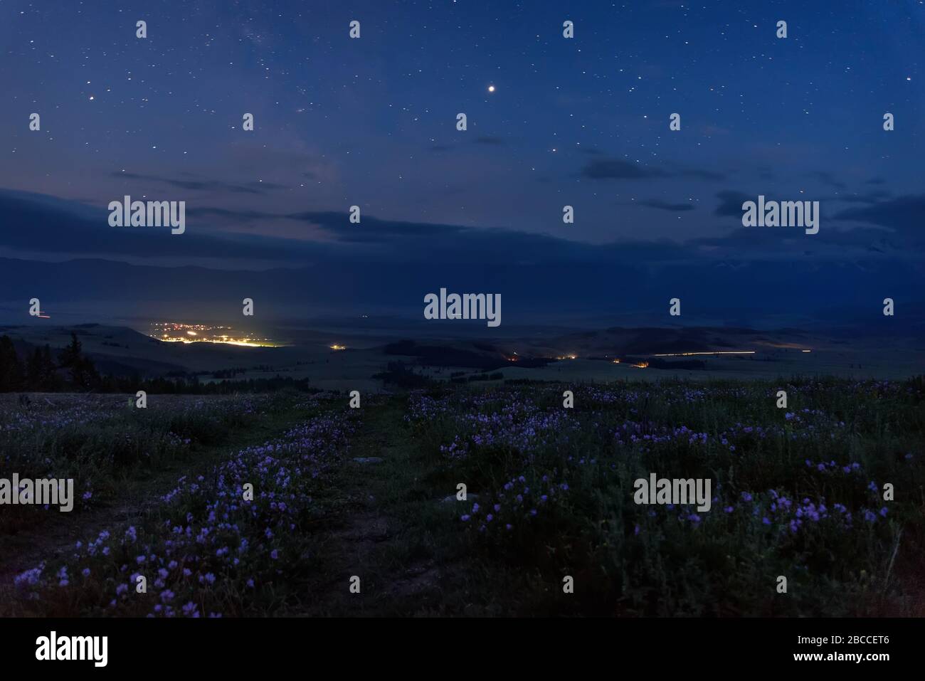 Starry night flower hi-res stock photography and images - Alamy