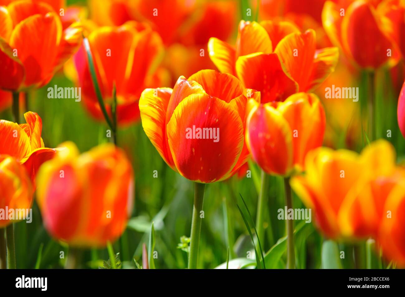 Beautiful tulips blooming on flowers hi-res stock photography and ...
