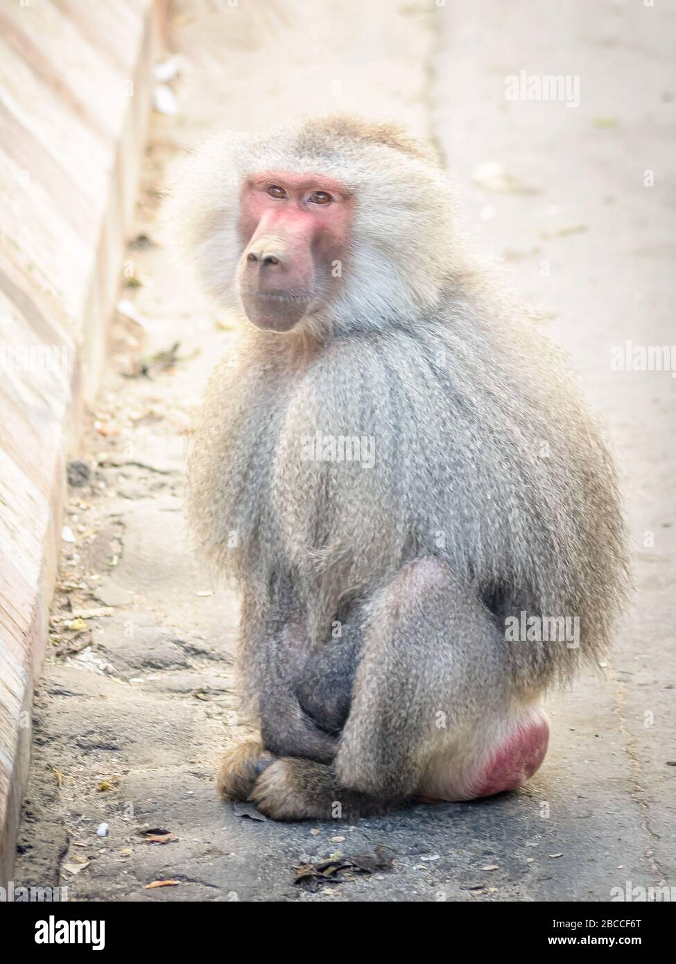 Male Baboon sitting on the road at the top of Al Taif Mountains, KSA ...