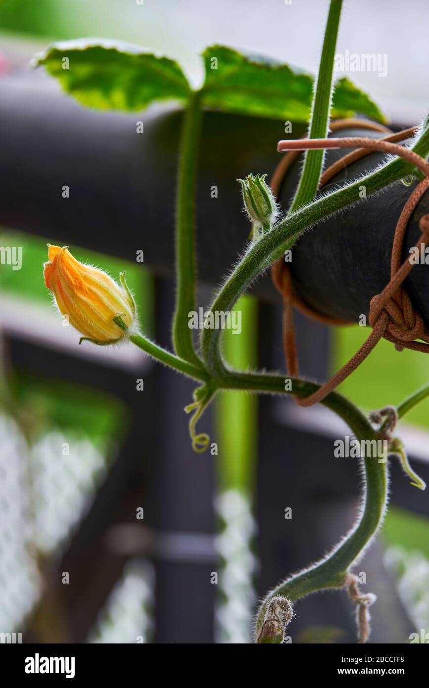 Flowering melon plants in hi-res stock photography and images - Alamy