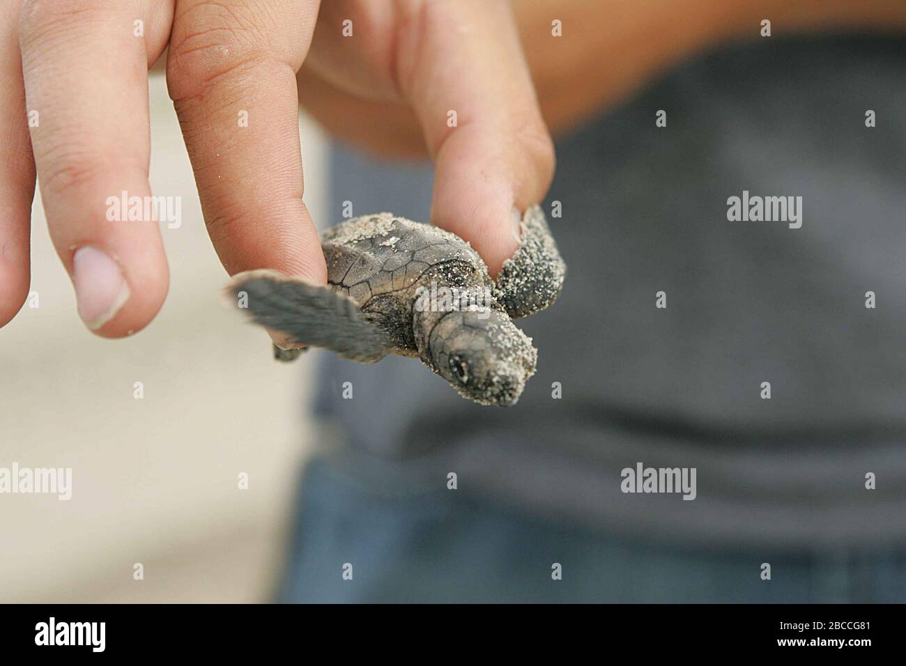 Photos of loggerhead turtles hi-res stock photography and images - Alamy