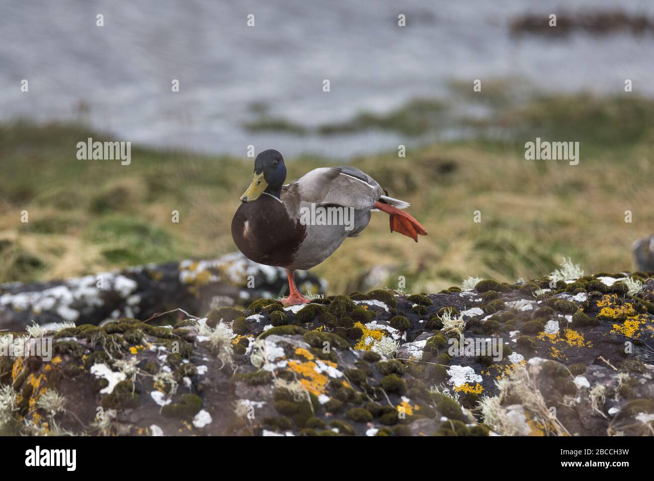 Mallard duck stretching Stock Photo - Alamy