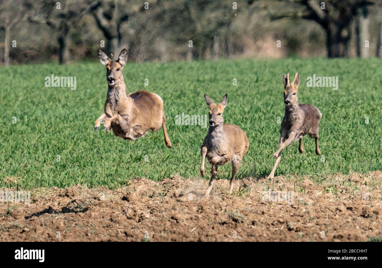 04 April 2020, Hessen, Frankfurt/Main: Three deer flee from a free ...