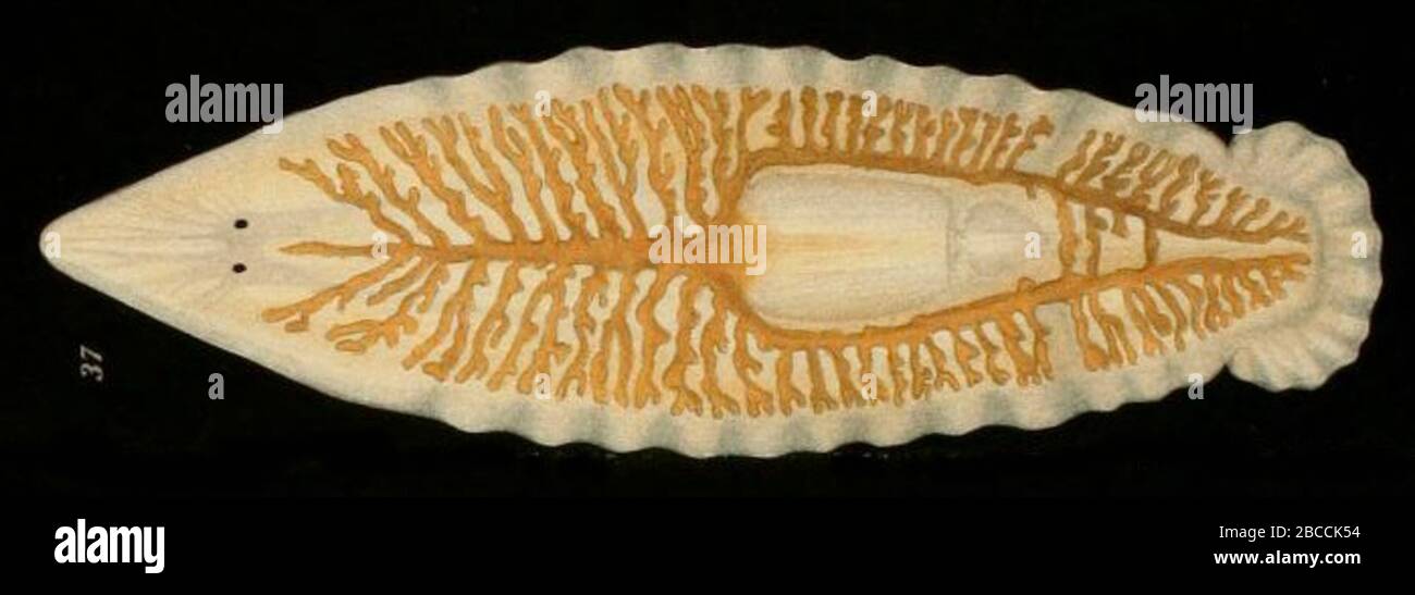 Biodiversity heritage library hi-res stock photography and images - Alamy