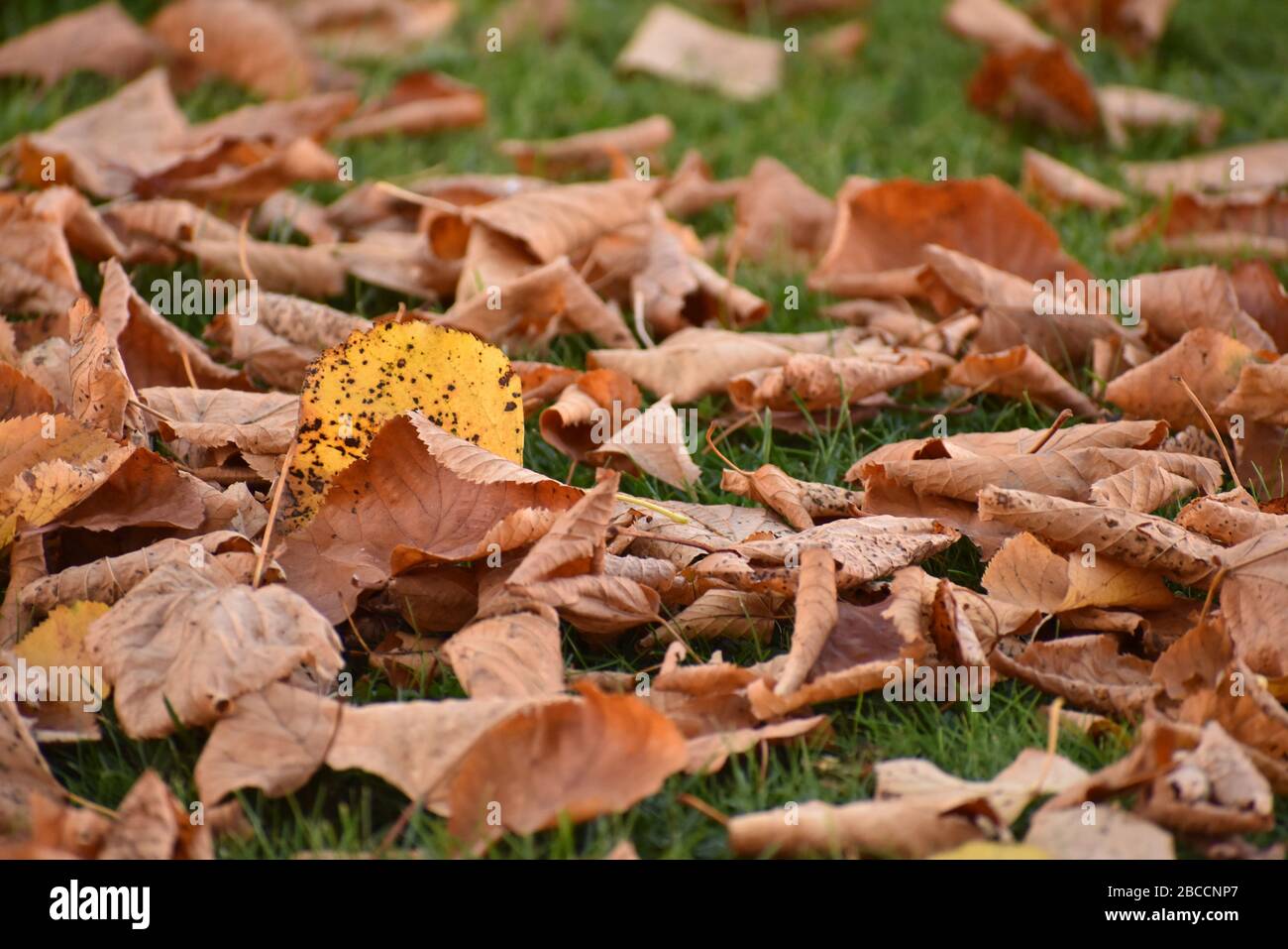 Fall leaves in the green grass in a park in Charlottenburg Berlin Stock ...