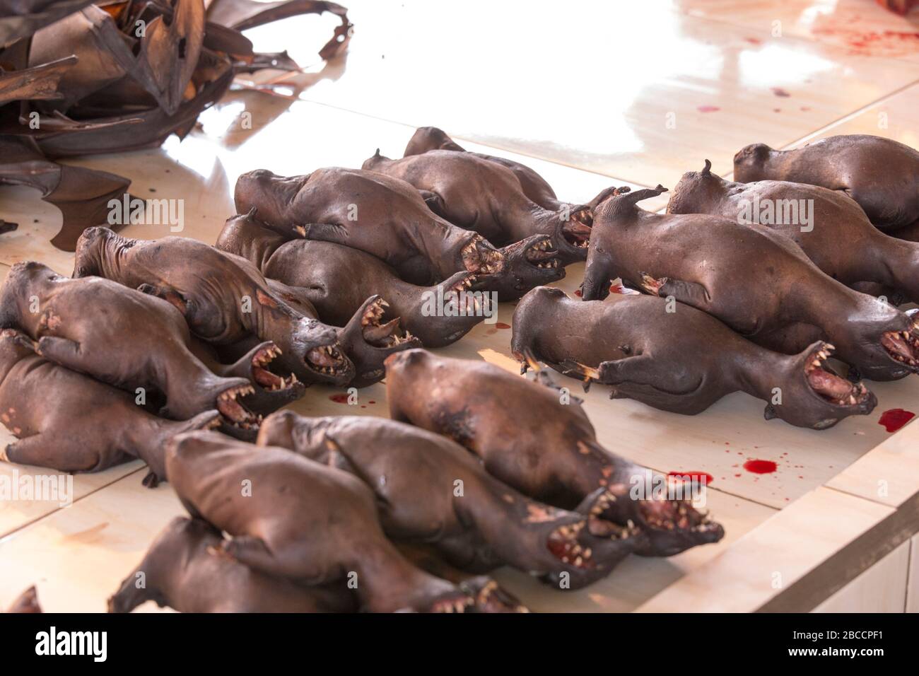 Bat eating snakes hi-res stock photography and images - Alamy