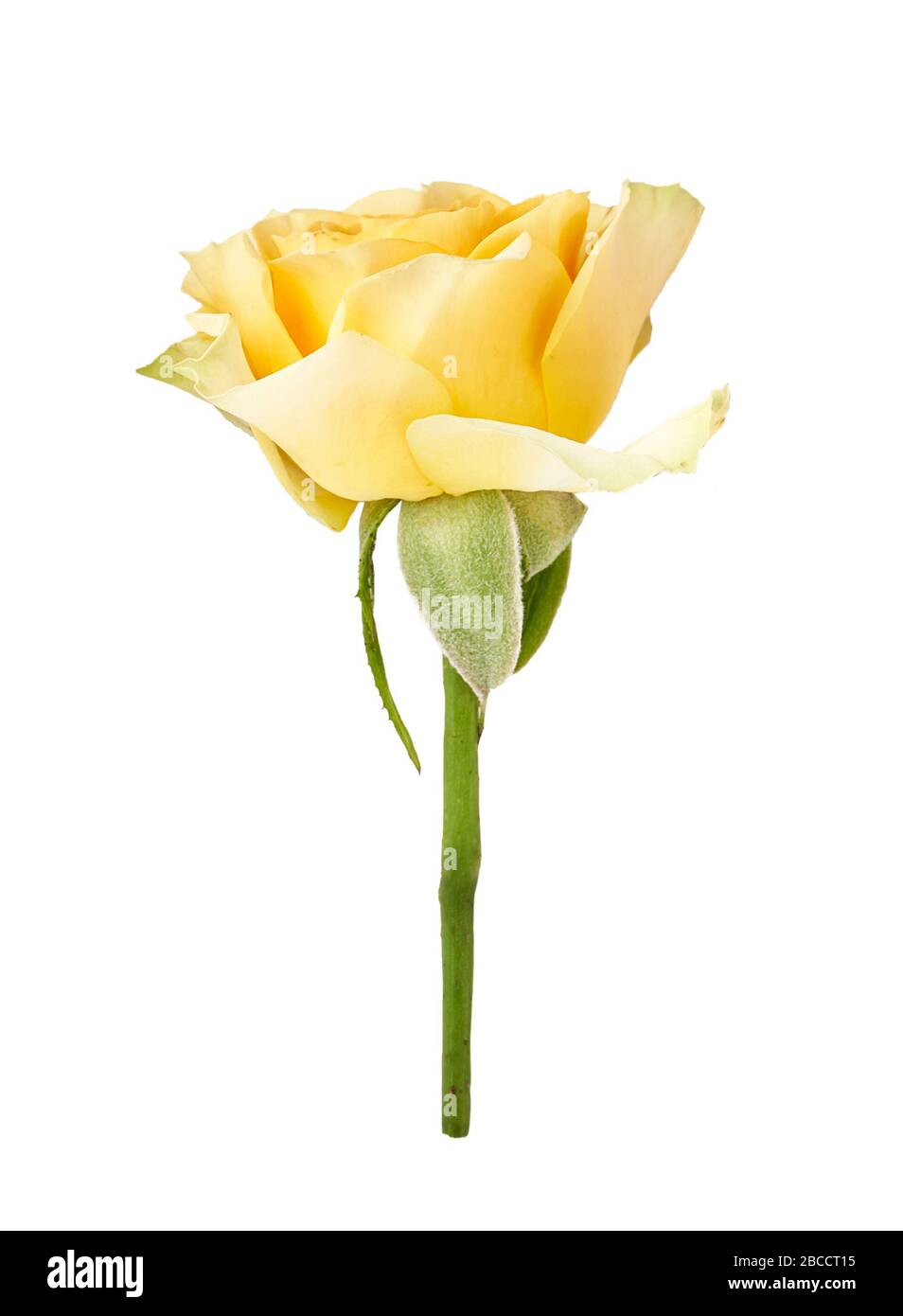 Yellow rose bud bouquet hi-res stock photography and images - Alamy