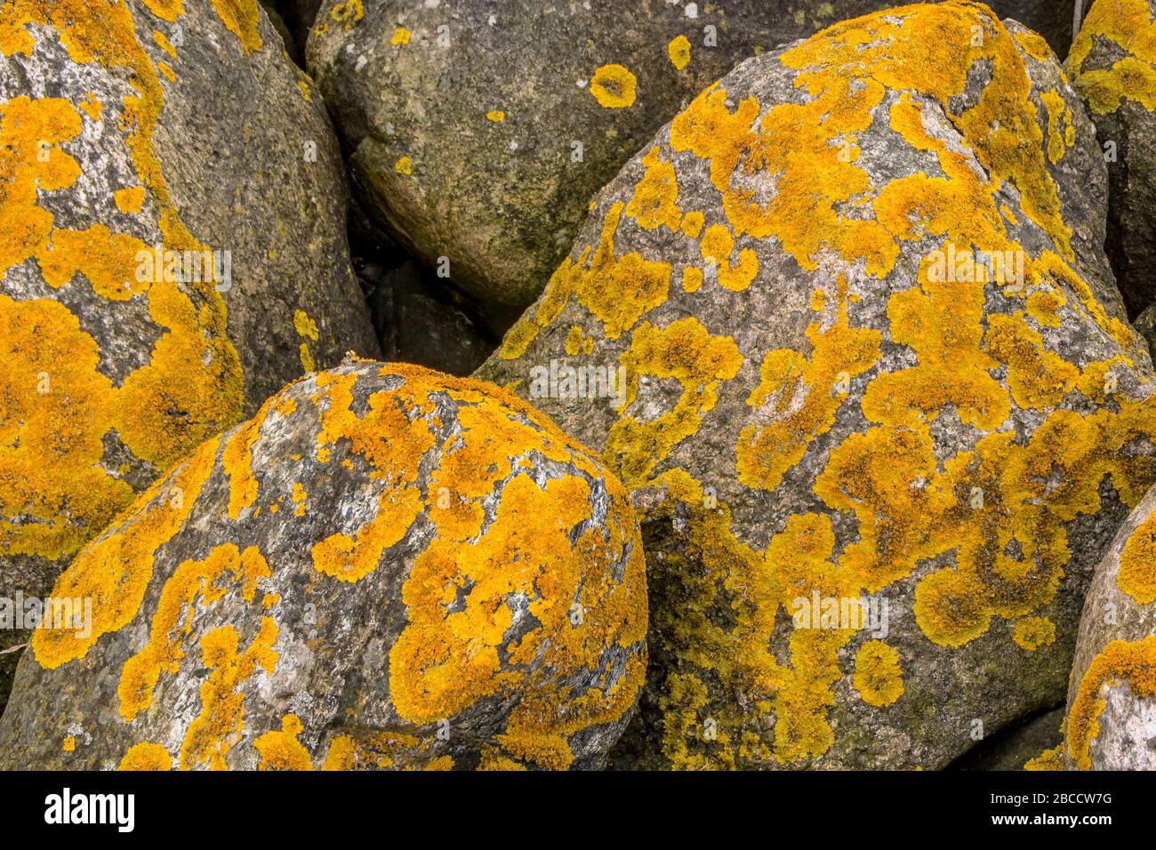 Some stones with yellow algae on. yellow algae in beautiful texture ...