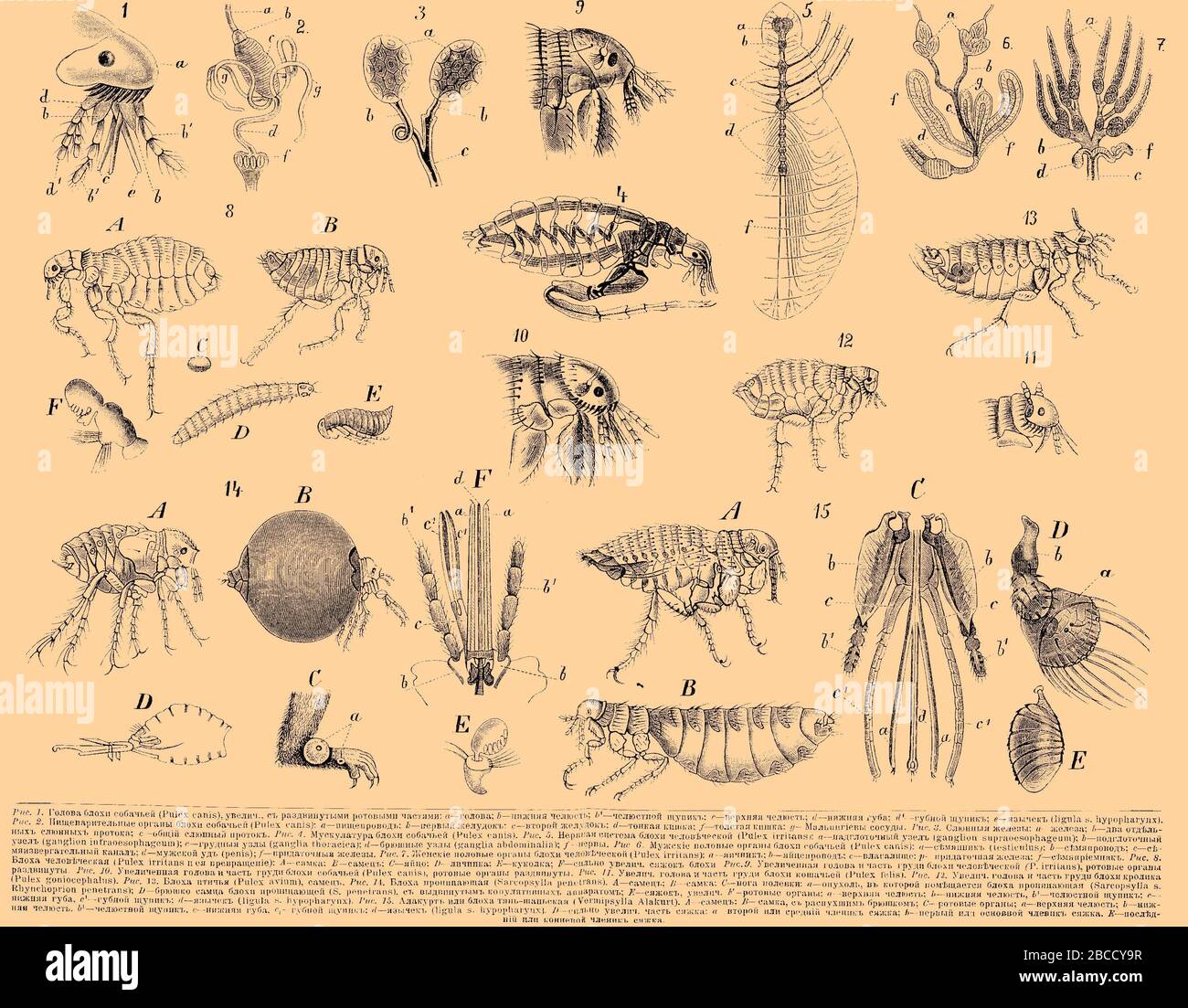 Aphaniptera hi-res stock photography and images - Alamy