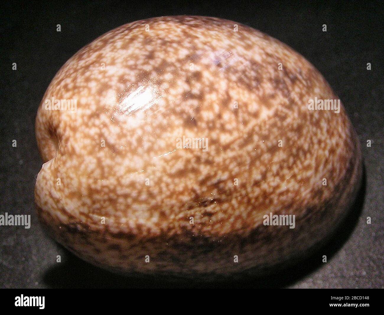 Bulla ampulla hi-res stock photography and images - Alamy