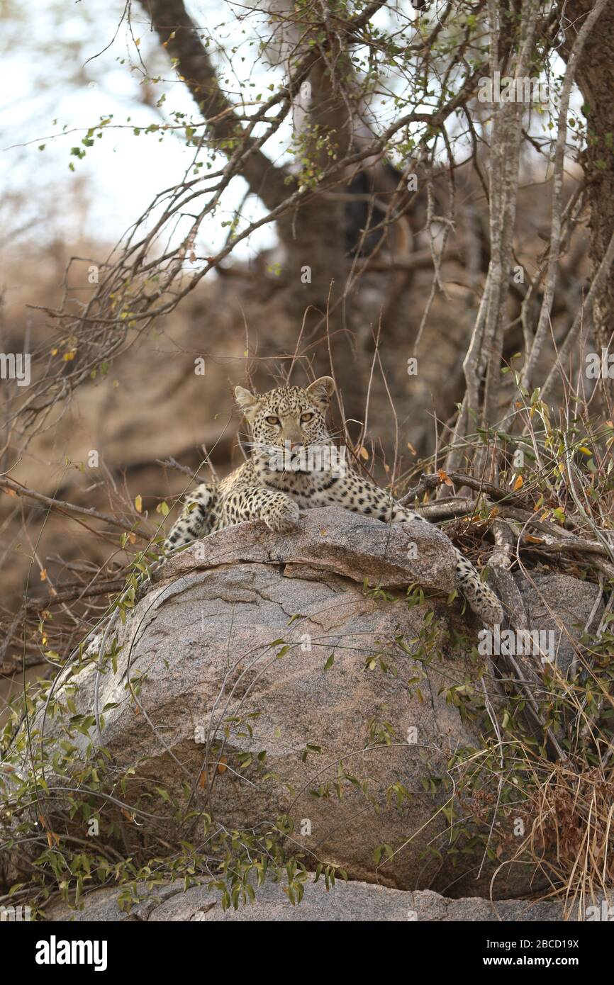Beauty animals hi-res stock photography and images - Alamy