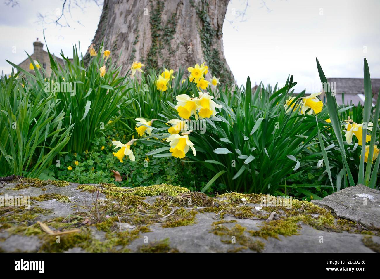 Yorkshire spring garden hi-res stock photography and images - Alamy