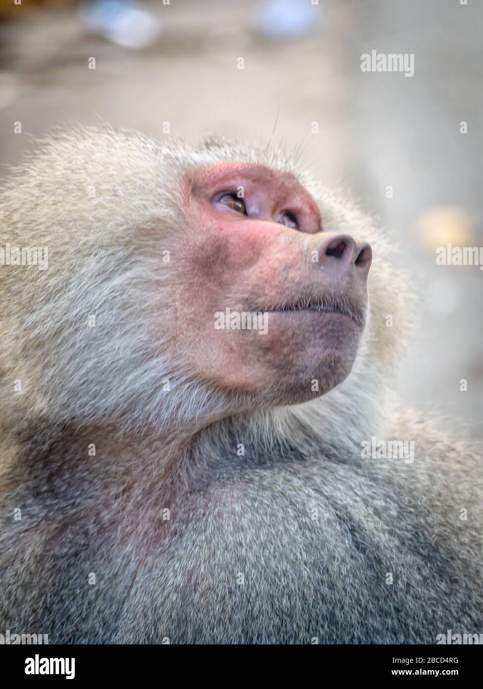 Asian baboon hi-res stock photography and images - Alamy