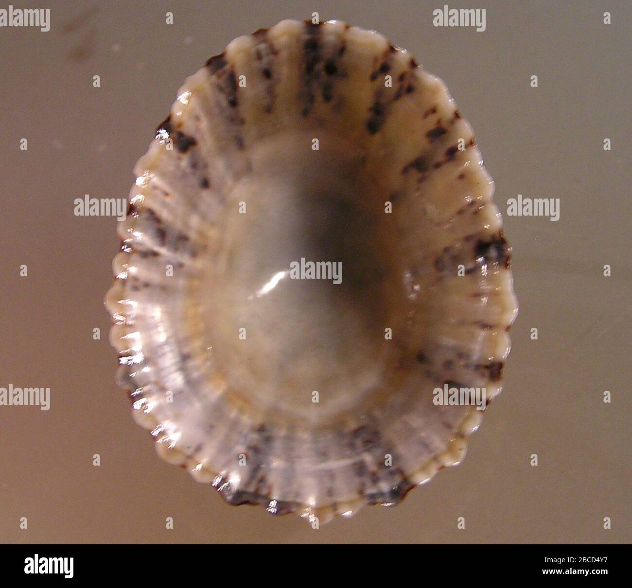 Cellana tramoserica hi-res stock photography and images - Alamy