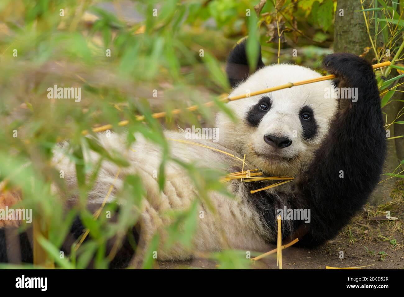 Giant Panda, ailuropoda melanoleuca Stock Photo - Alamy