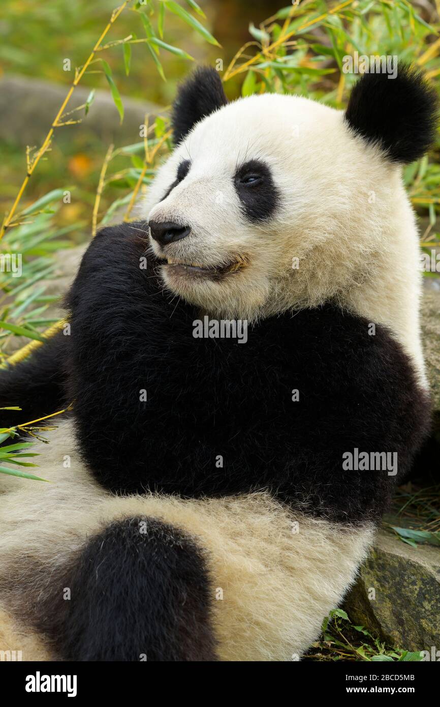 Giant Panda, ailuropoda melanoleuca Stock Photo - Alamy