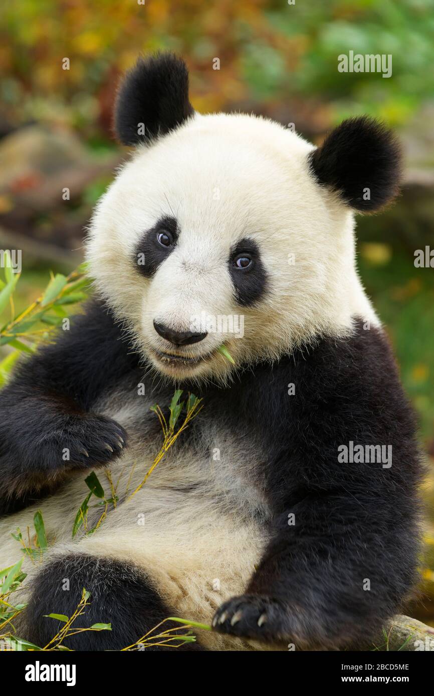 Giant Panda, ailuropoda melanoleuca Stock Photo - Alamy
